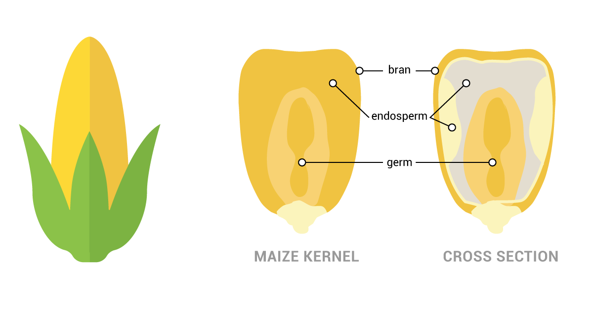 How Maize Kernel Hardness Affects Extraction Rates Part 1